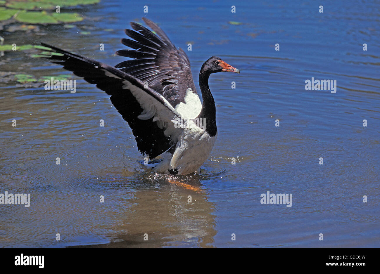 Adult taking off from water hi-res stock photography and images - Alamy