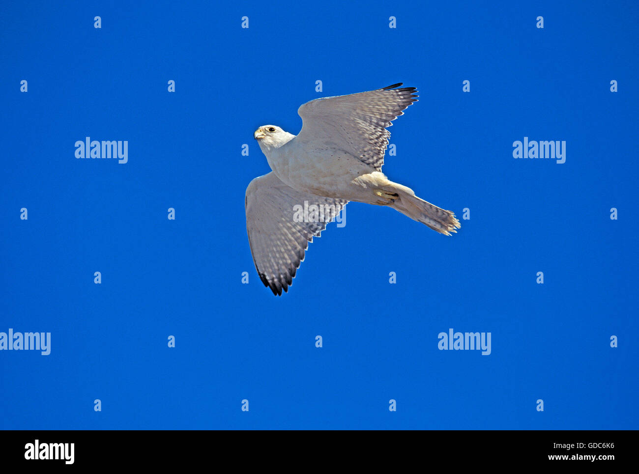 Gyrfalcon, falco rusticolus, Adult in Flight against Blue Sky, Canada ...