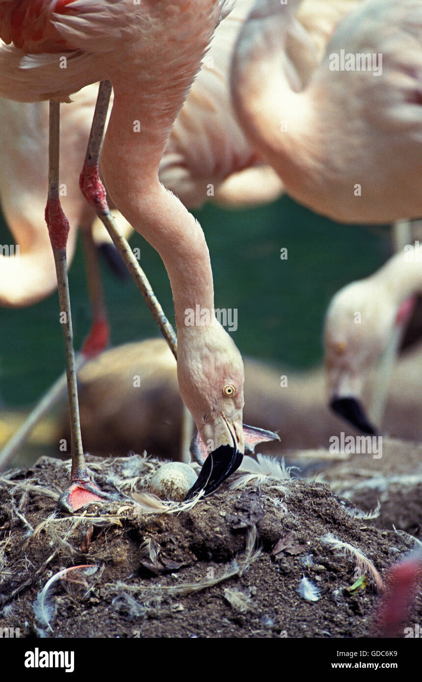Flamingo nest hi-res stock photography and images - Alamy