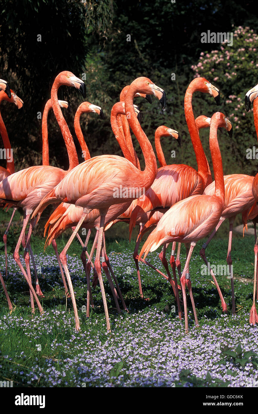 CHILEAN FLAMINGO phoenicopterus chilensis, GROUP OF ADULTS Stock Photo ...