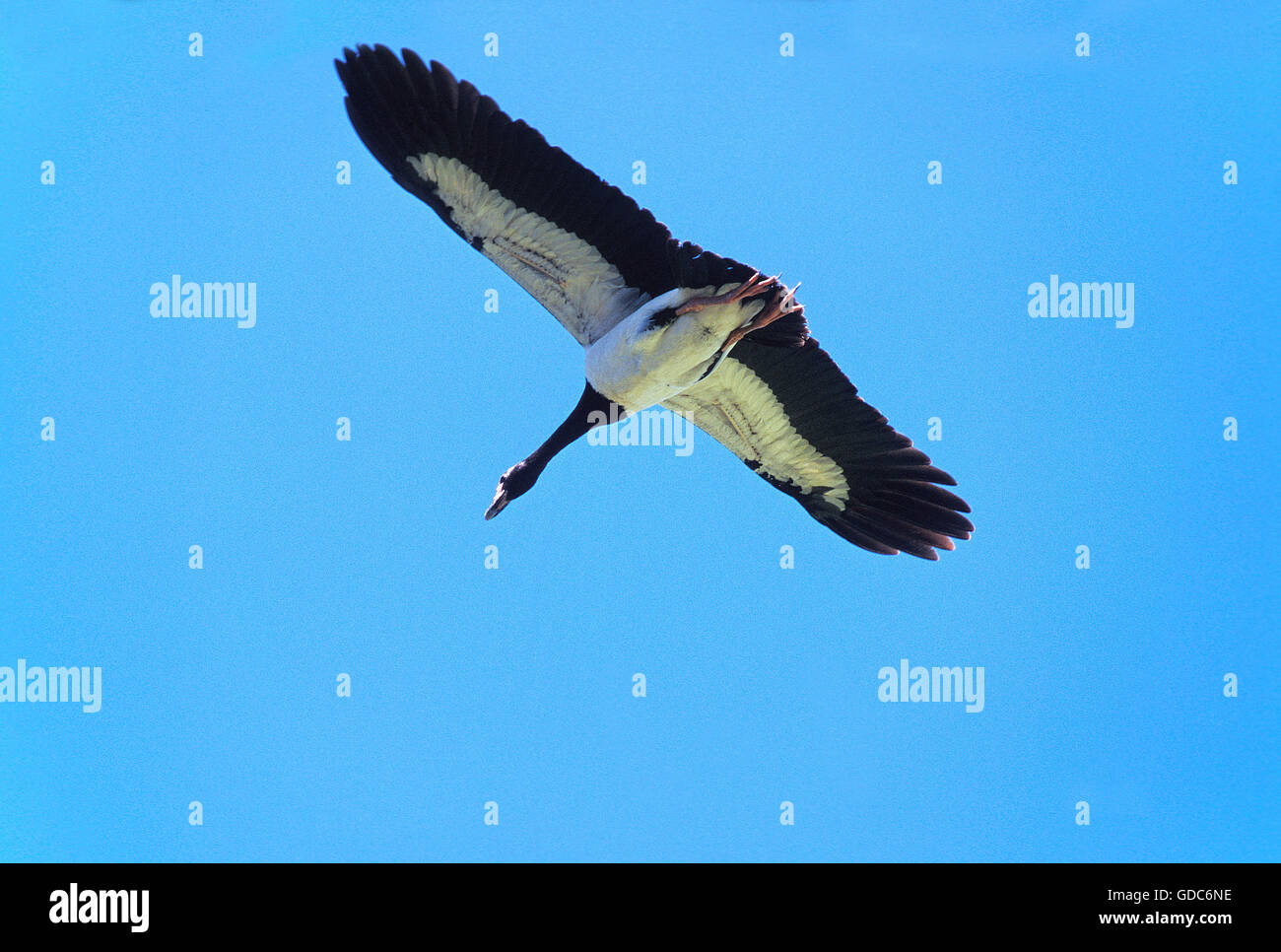 MAGPIE GOOSE anseranas semipalmata, ADULT IN FLIGHT, UNDERSIDE VIEW ...
