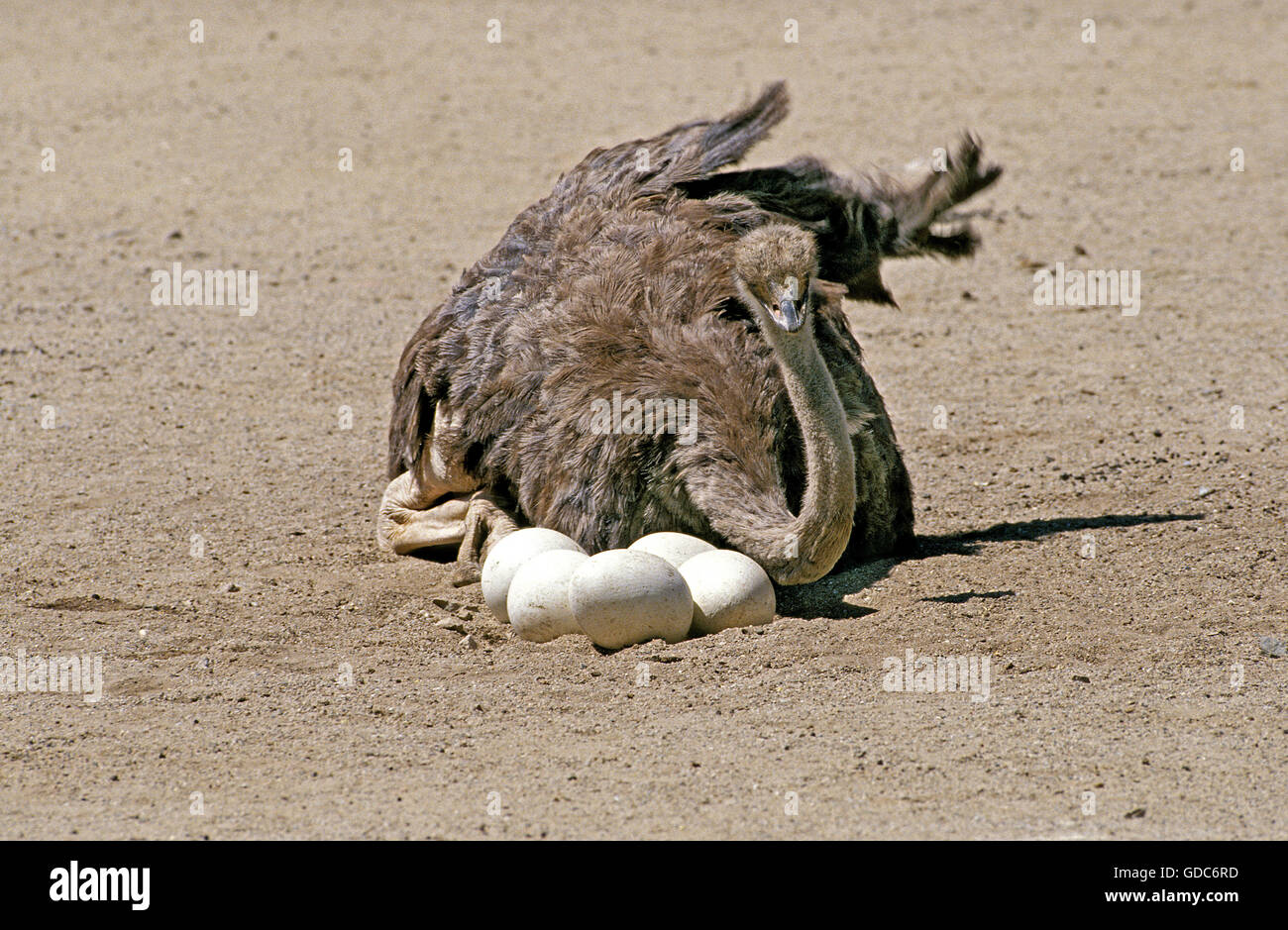 Struthio camelus egg hi-res stock photography and images - Alamy