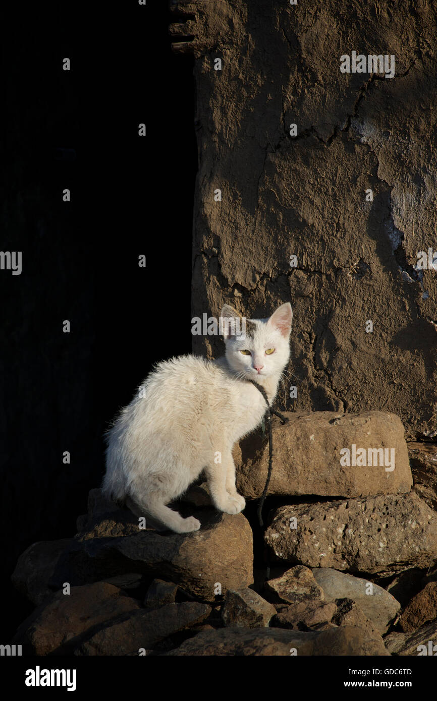A tethered cat outside a village home. Ratcatcher. Ethiopia Stock Photo ...