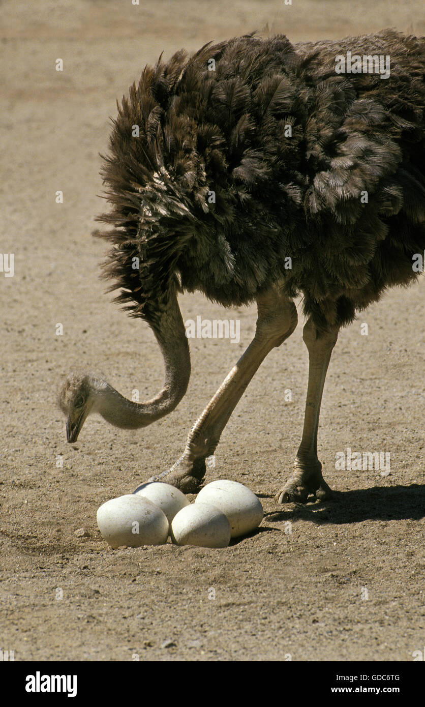Struthio camelus hi-res stock photography and images - Alamy