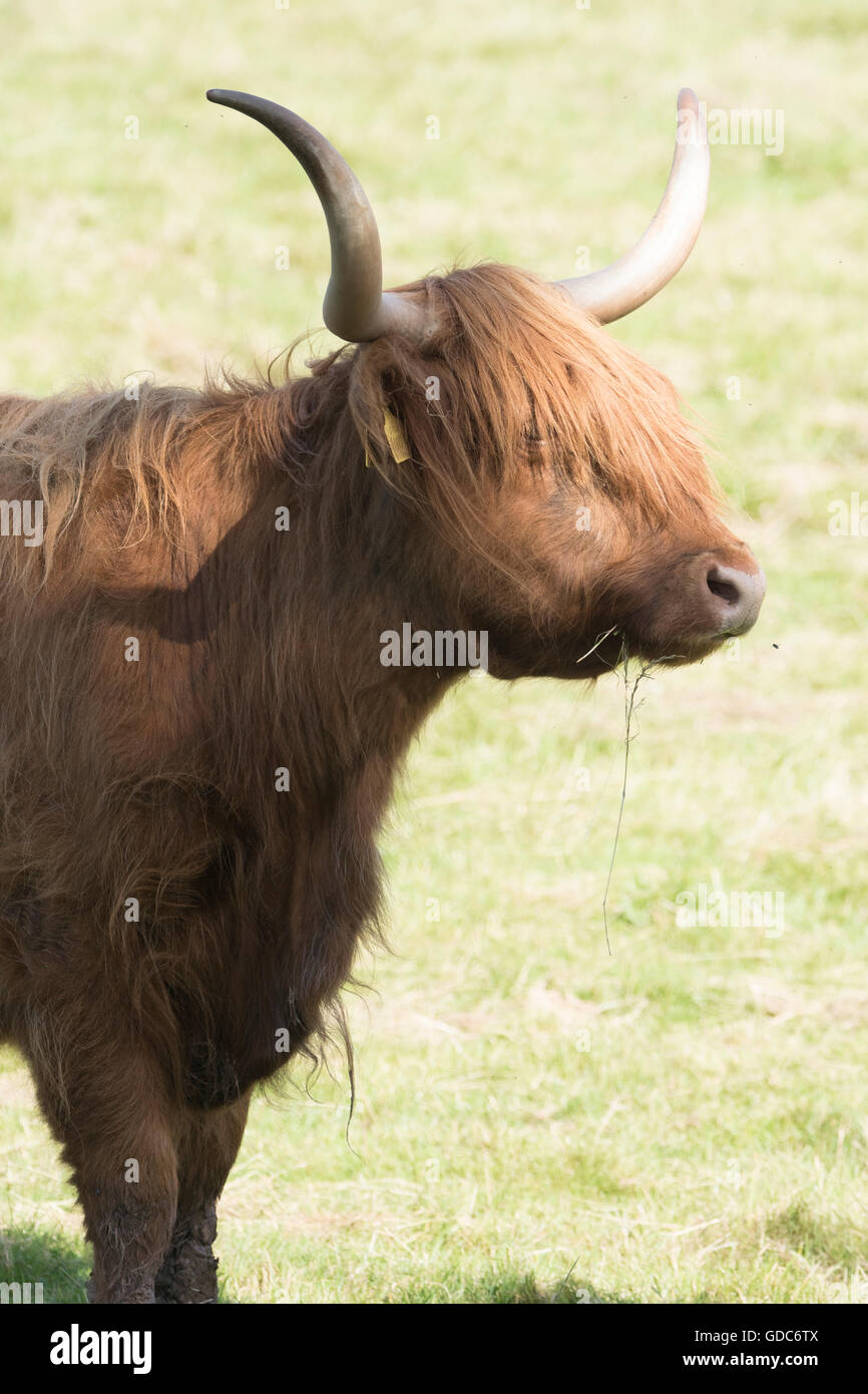 Furry cow hi-res stock photography and images - Alamy