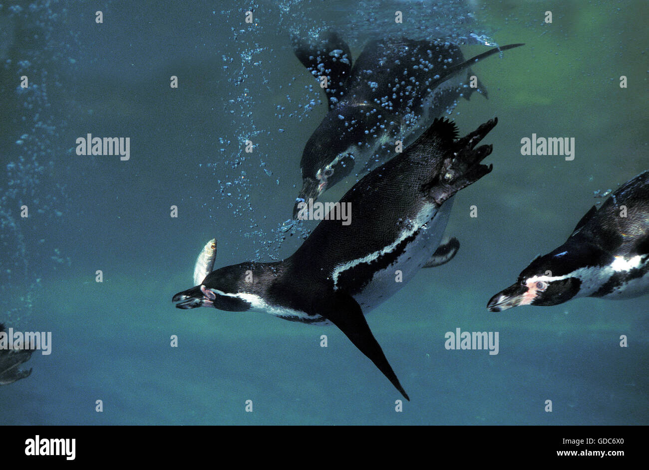 Penguins underwater chasing fish hi-res stock photography and images ...