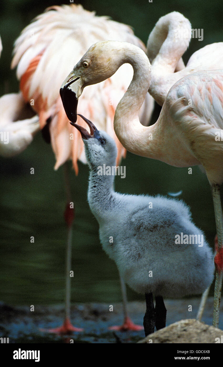 Flamingo feeds juvenile hi-res stock photography and images - Alamy