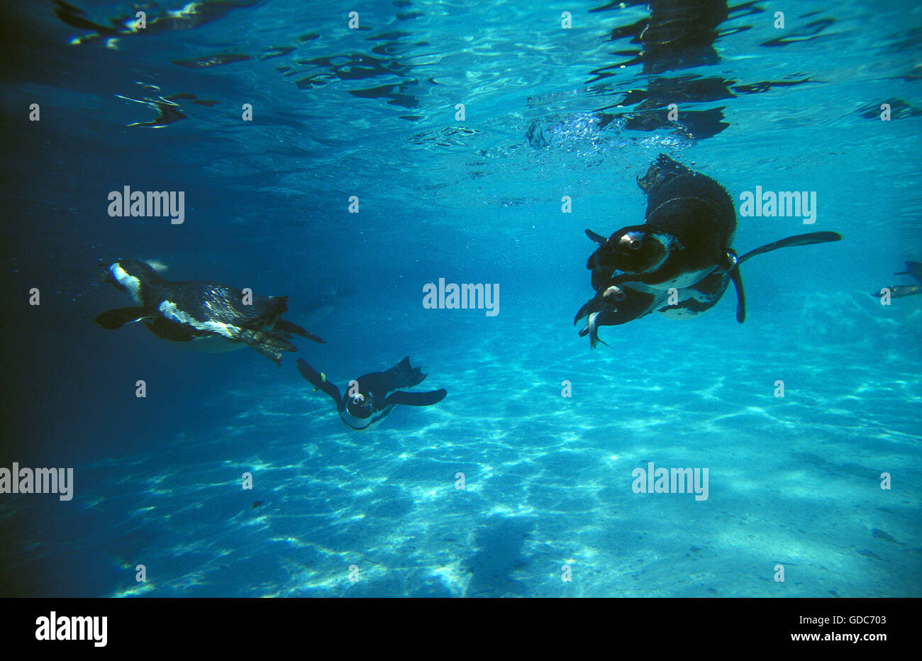 Penguins underwater chasing fish hi-res stock photography and images ...