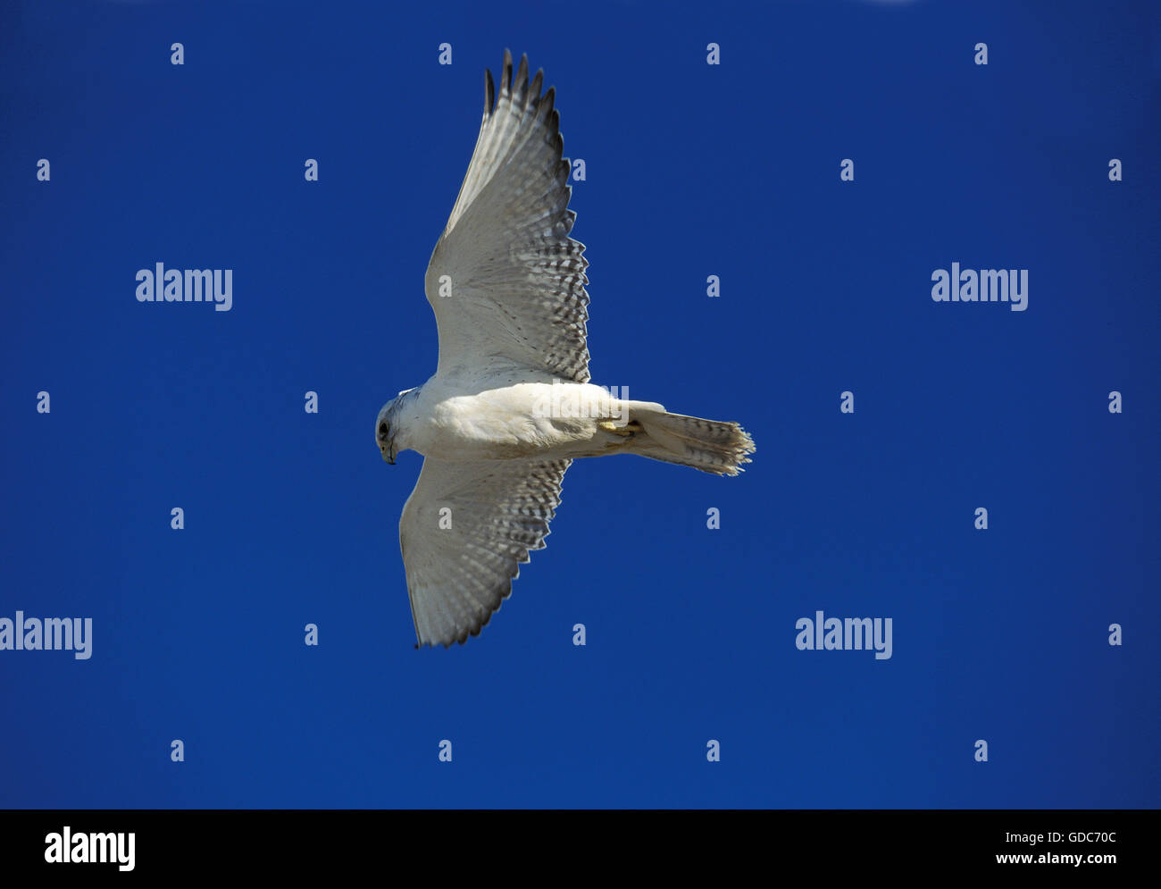 Gyrfalcon in flight hi-res stock photography and images - Alamy
