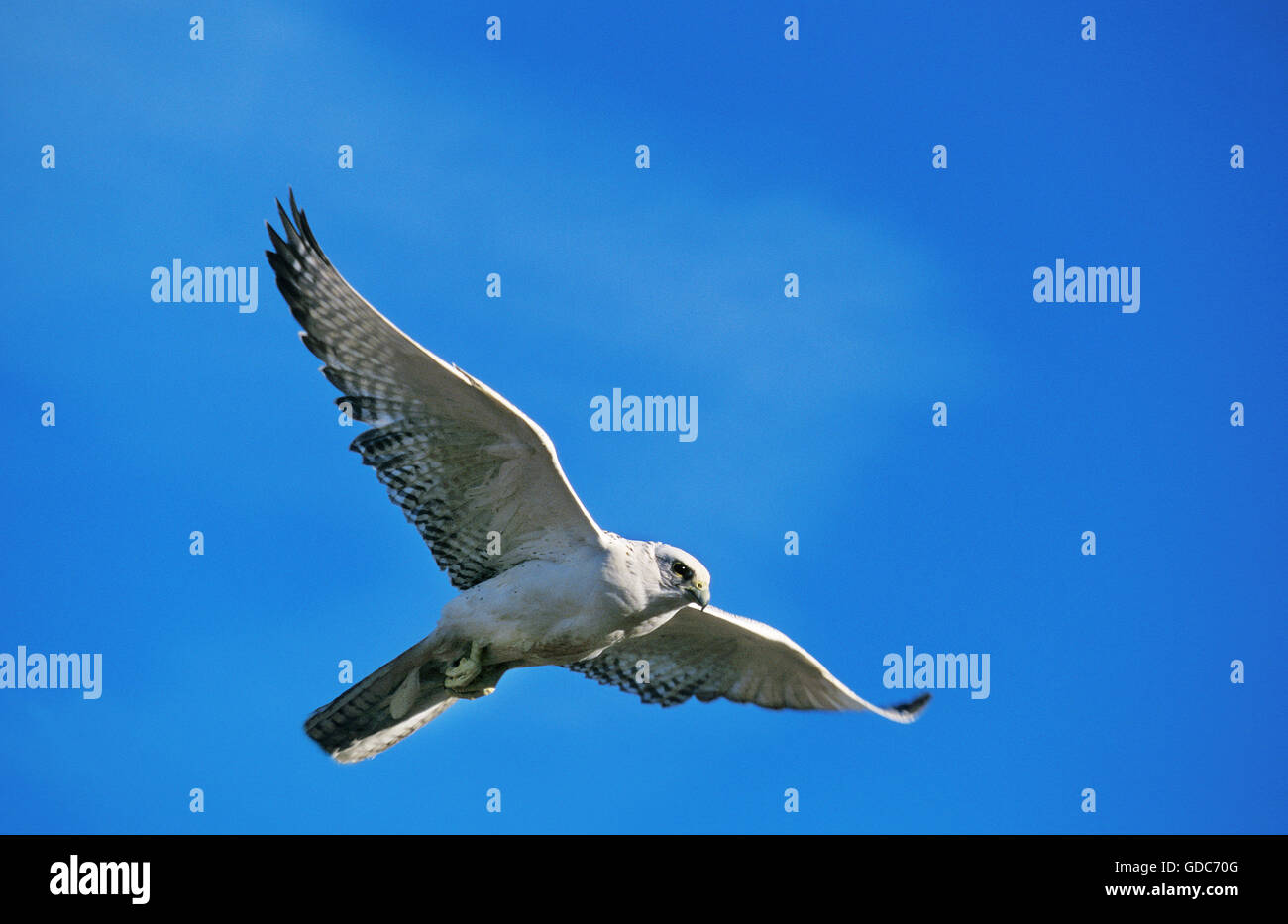 Gyr Falcon Flying High Resolution Stock Photography and Images - Alamy