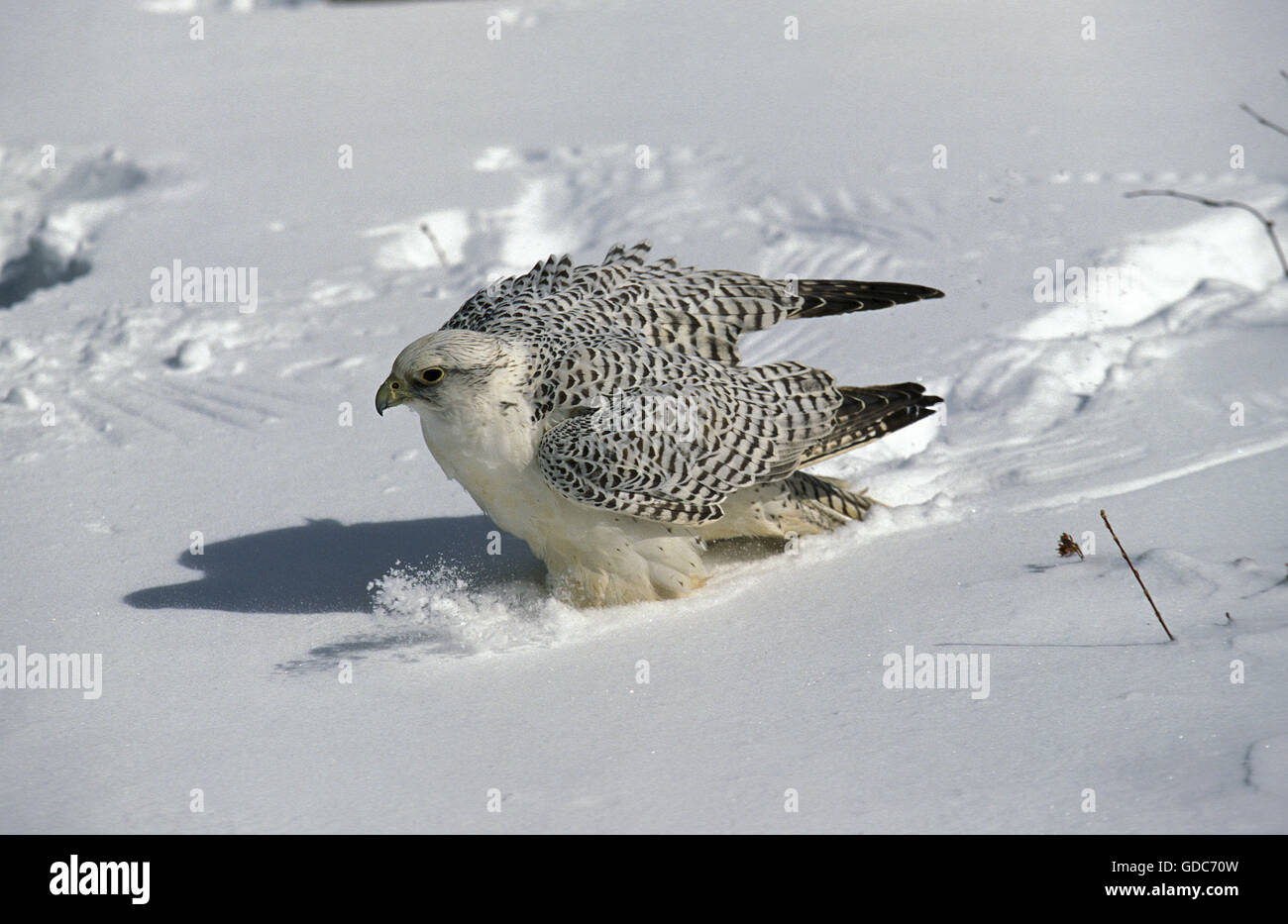 GYRFALCON falco rusticolus, ADULT IN SNOW, CANADA Stock Photo - Alamy
