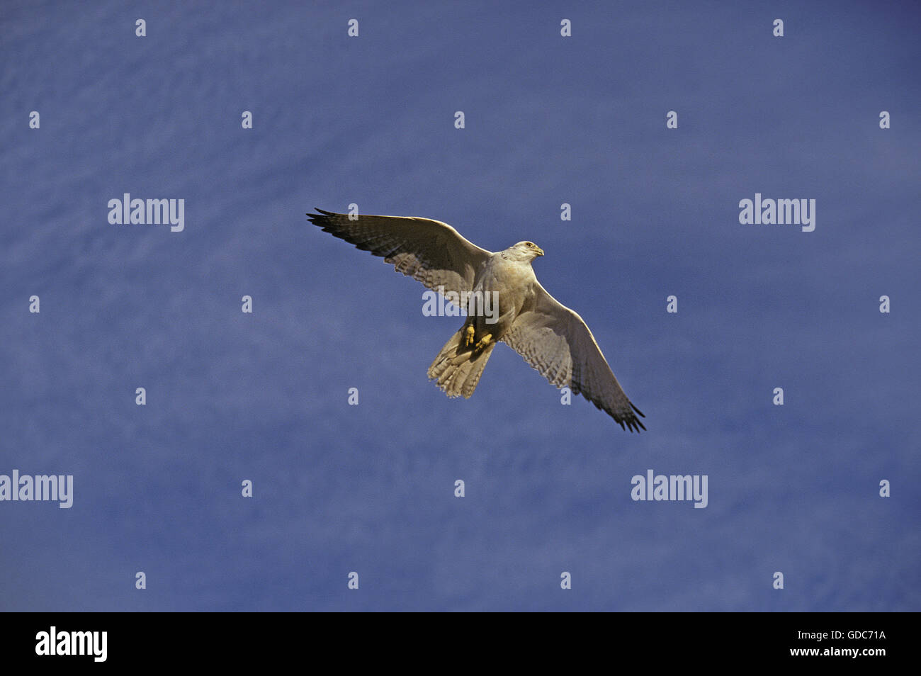 Falco rusticolus image hi-res stock photography and images - Alamy