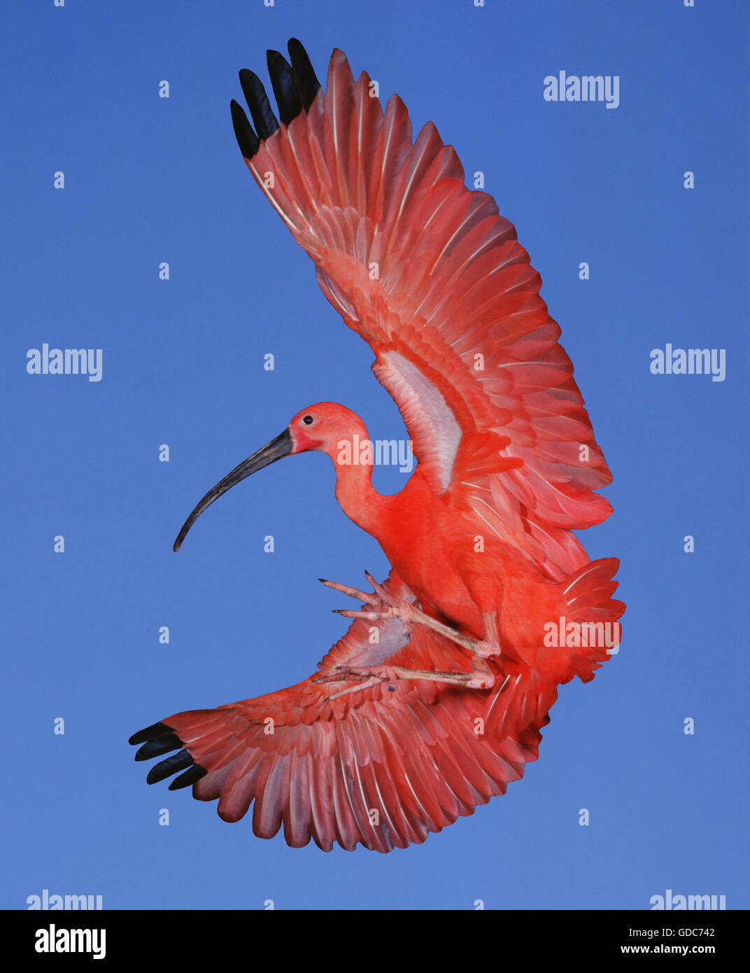 Scarlet ibis in flight hi-res stock photography and images - Alamy