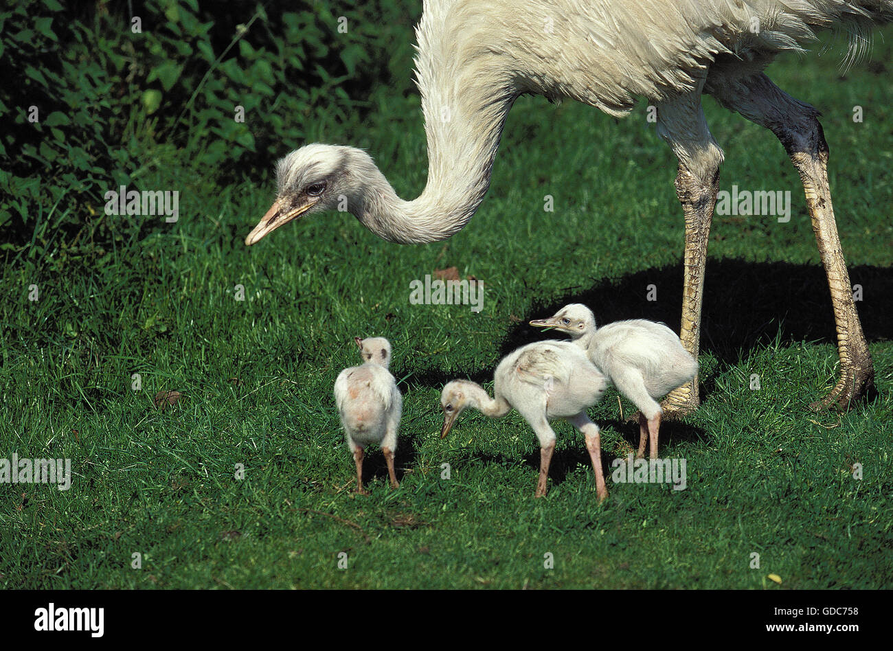 American Rhea, rhea americana, Mother and Chicks Stock Photo - Alamy