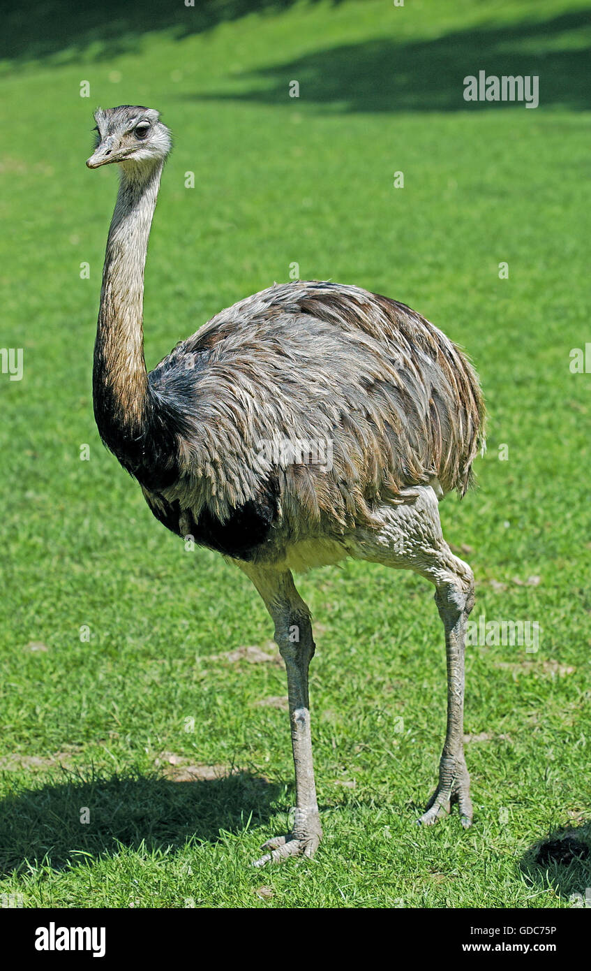 American Rhea, rhea americana, Adult on Grass Stock Photo - Alamy