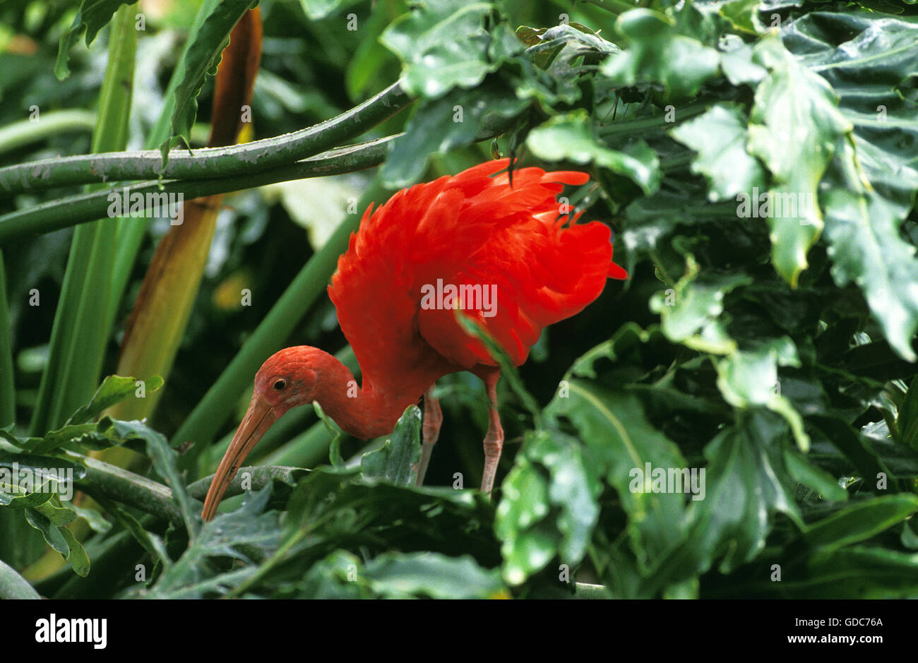 Scarlet Ibis, eudocimus ruber, Adult Stock Photo - Alamy