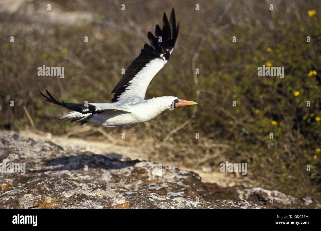 Masked Booby, sula dactylatra, Adult in Flight, Galapagos Island Stock ...