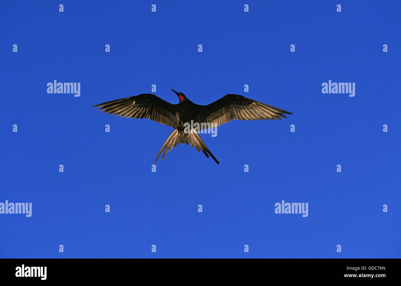 Magnificent Frigatebird, fregata magnificens, Male in Flight, Mexico ...
