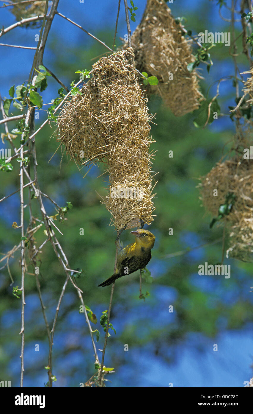 Tanzania size hi-res stock photography and images - Alamy