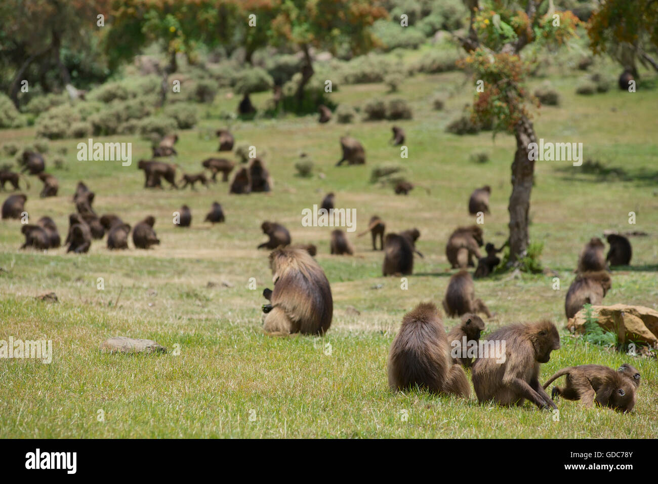 Gelada, sometimes called a gelada baboon. Theropithecus gelada, Semien ...