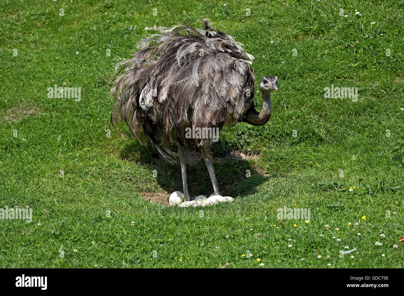 American Rhea, rhea americana, Female on Nest, with Eggs Stock Photo ...