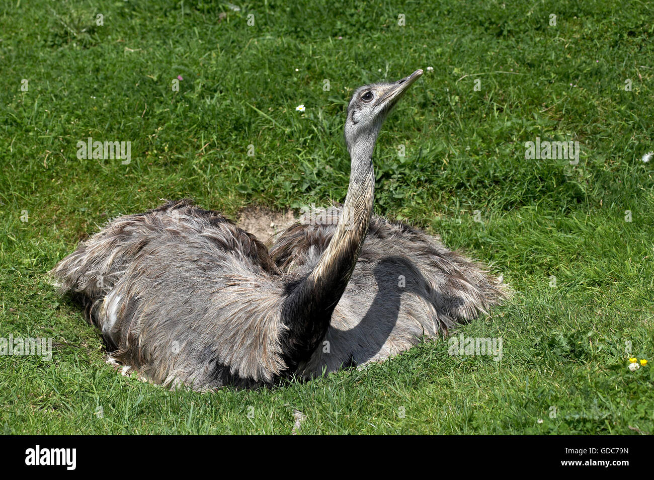 American Rhea, rhea americana, Female on Nest Stock Photo - Alamy