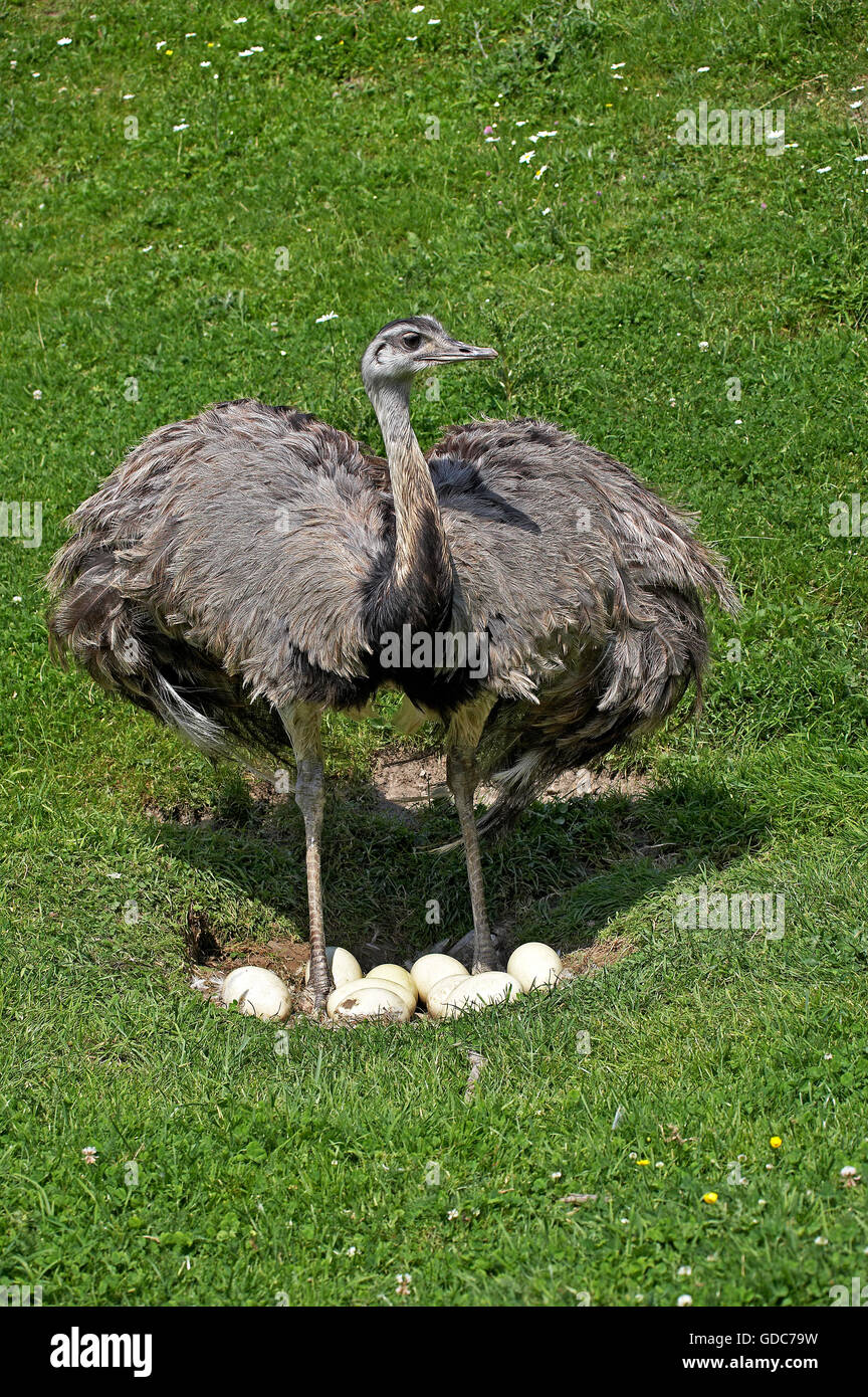 American Rhea, rhea americana, Adult sitting on Eggs in Nest Stock ...