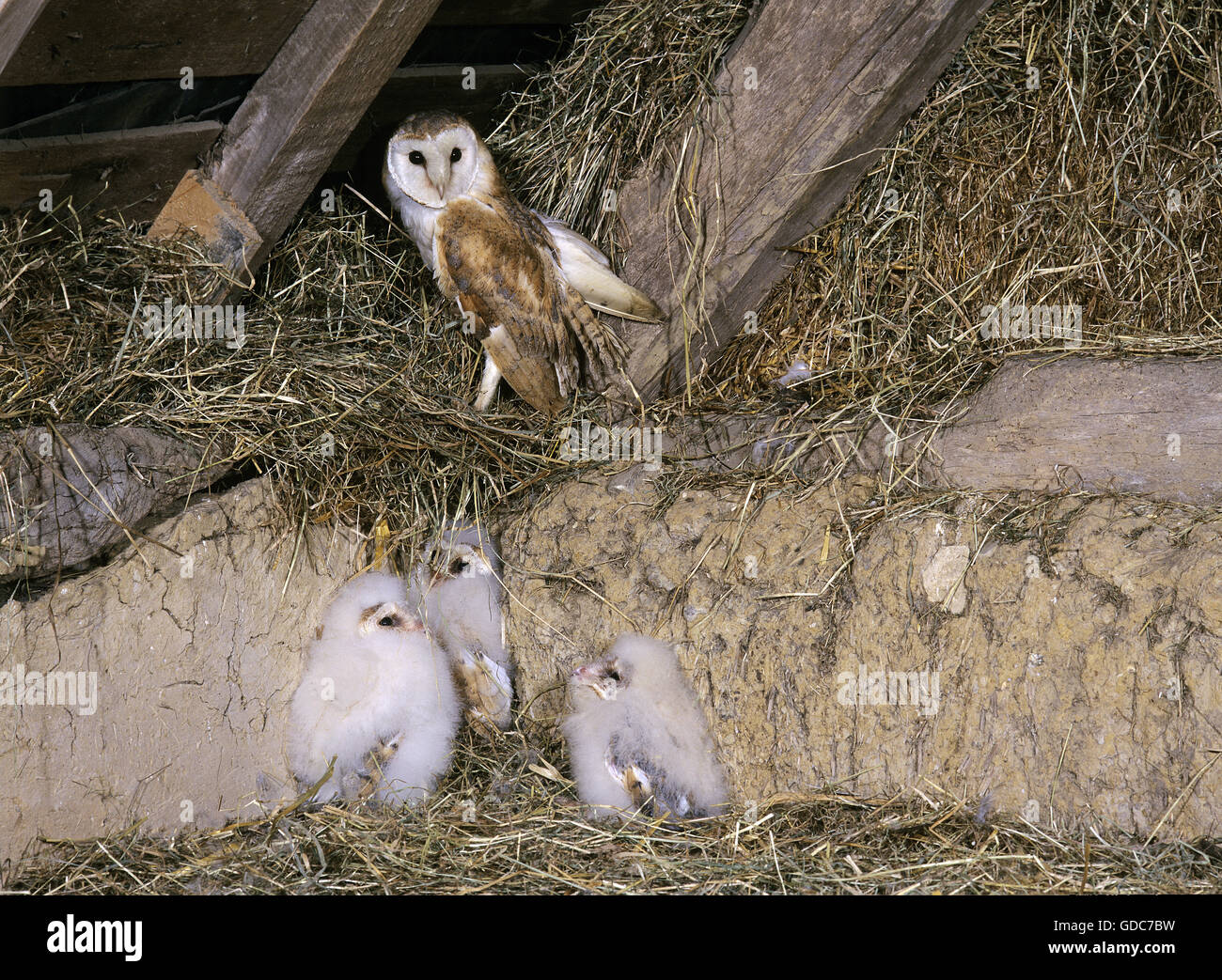 BARN OWL tyto alba Stock Photo - Alamy