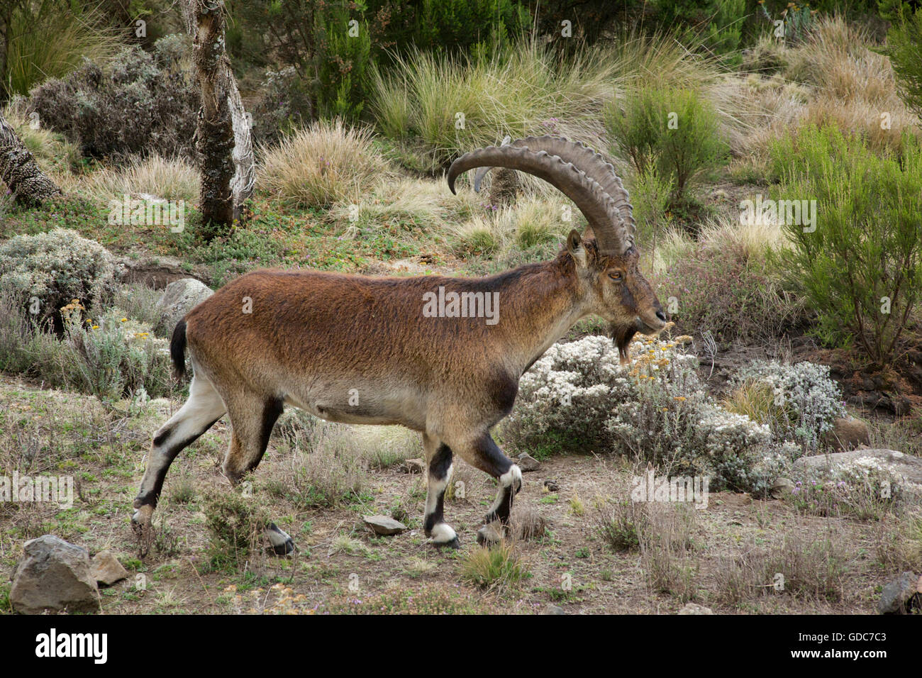 Cliff areas of the Simien National park are the main habitat of the ...