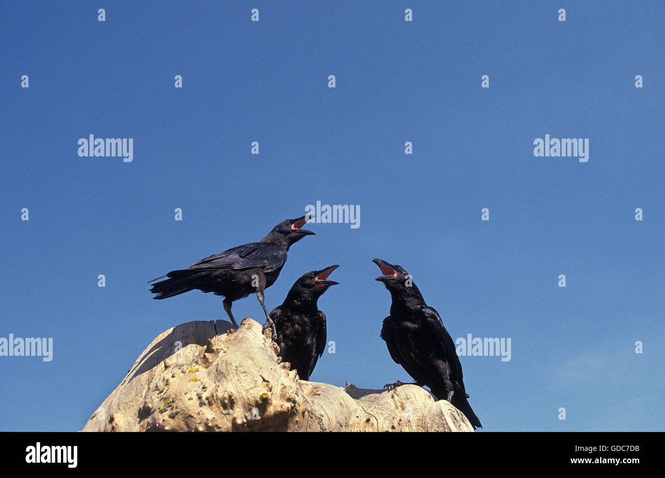 Raven communication hi-res stock photography and images - Alamy