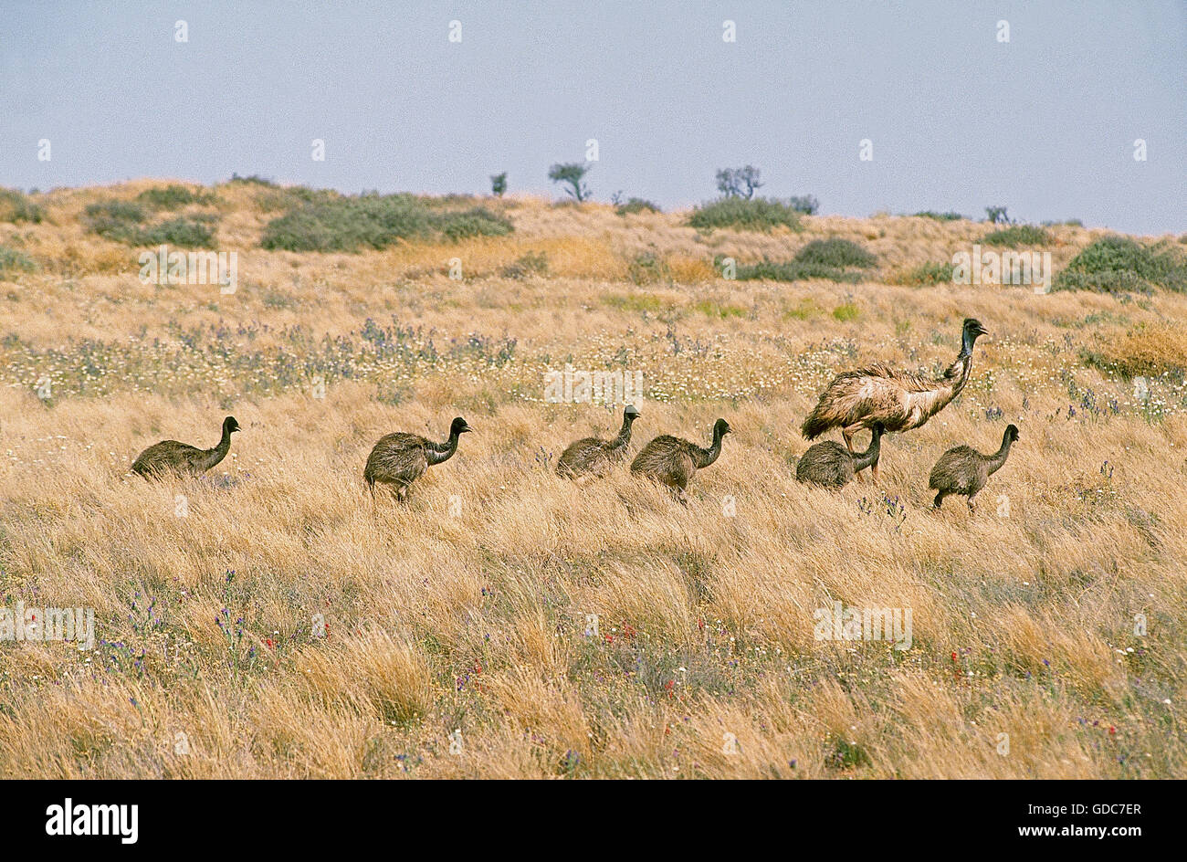 Group of emus hi-res stock photography and images - Alamy