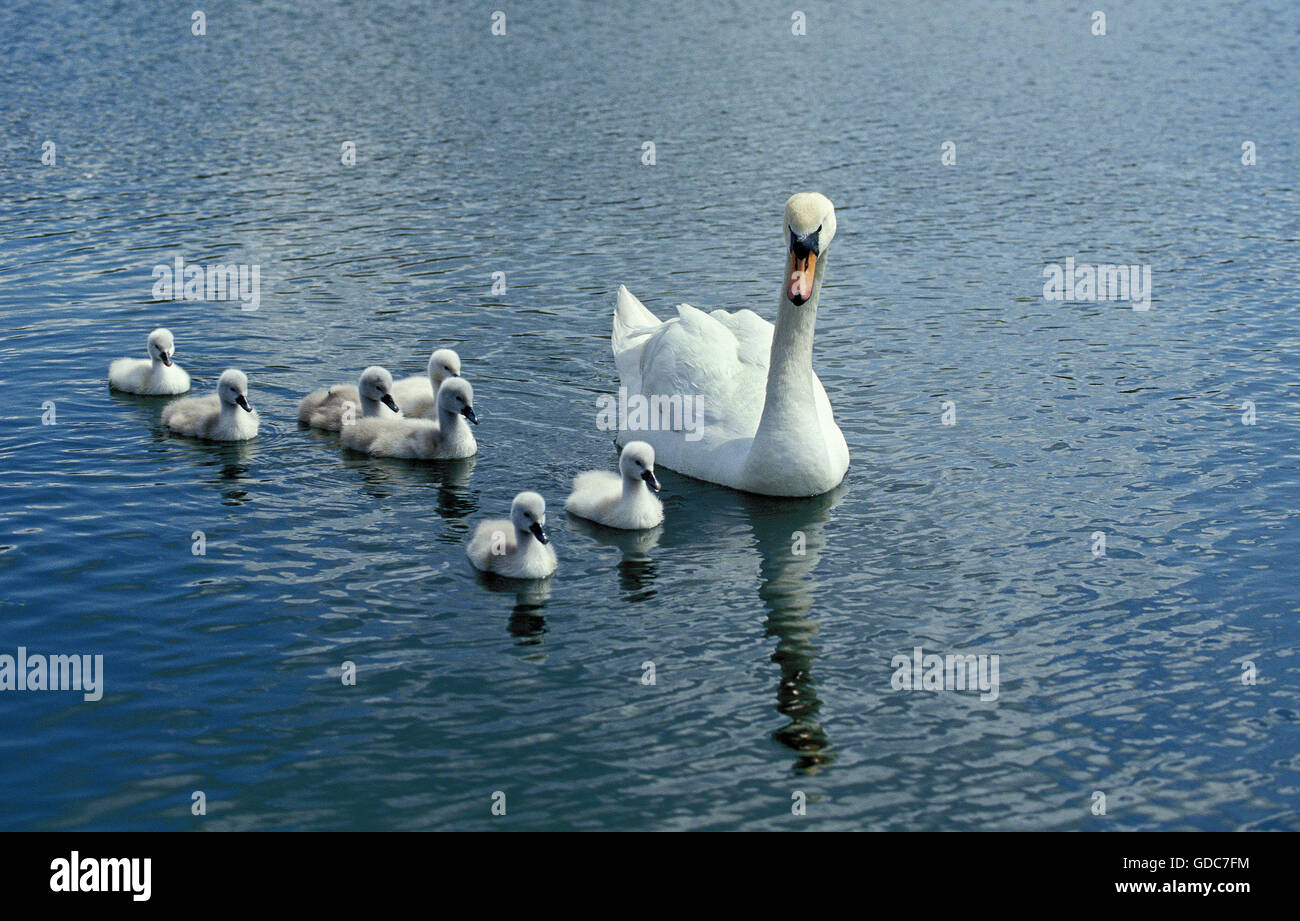 Chick on the water hi-res stock photography and images - Alamy