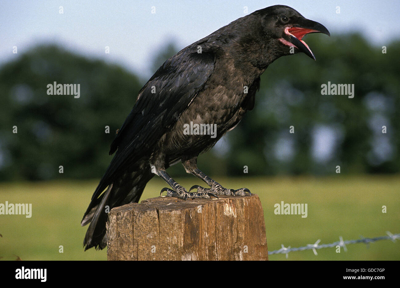 Common Raven, corvus corax, Adult on Post, Calling, Cawing Stock Photo ...
