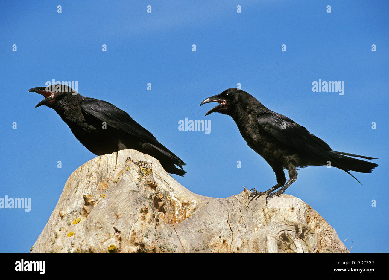 Cawing Stock Photos & Cawing Stock Images - Alamy