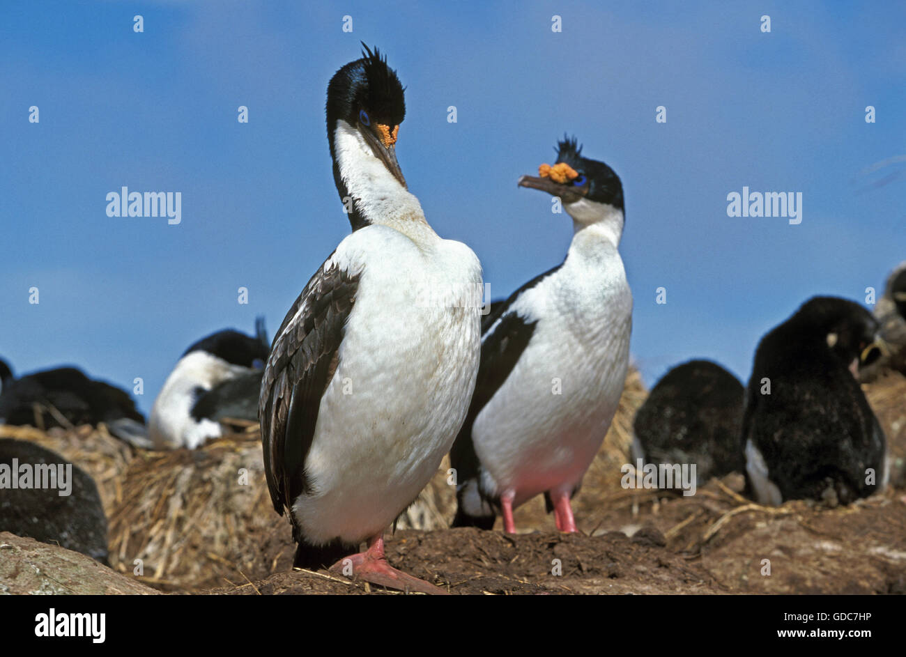 IMPERIAL CORMORANT OR KING CORMORANT phalacrocorax atriceps albiventer ...