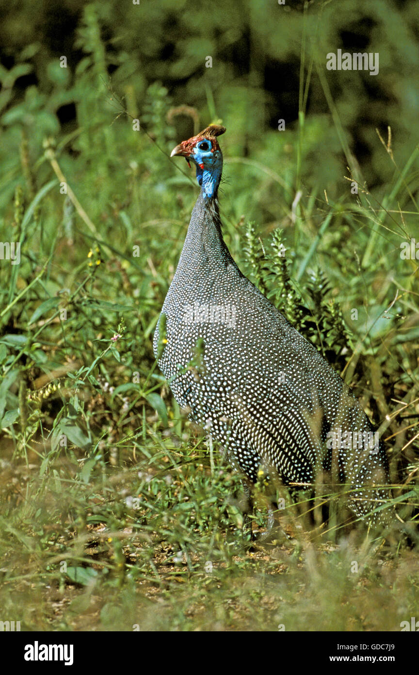 Helmeted Guineafowl, numida meleagris, Adult on Grass, Kenya Stock ...