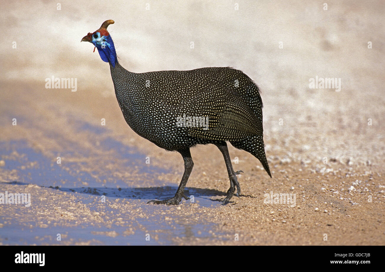 HELMETED GUINEAFOWL numida meleagris, KENYA Stock Photo - Alamy