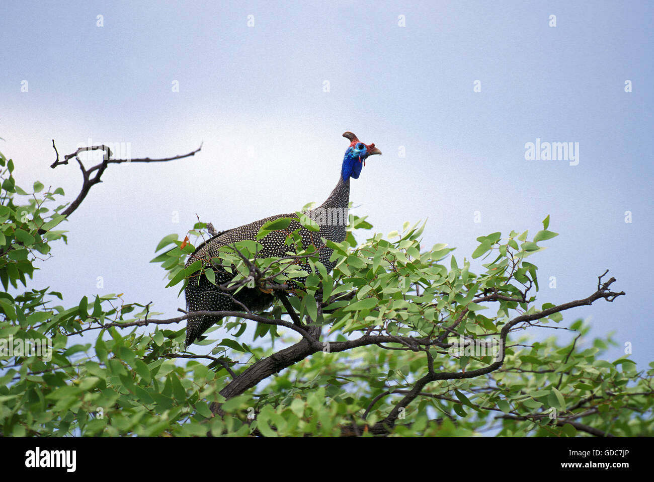 Guineafowl in tree hi-res stock photography and images - Alamy