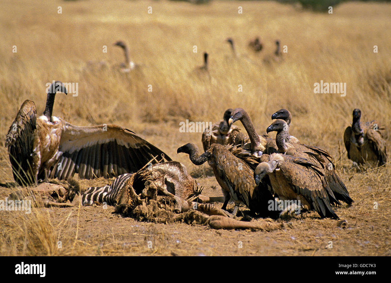 A zebra carcass hi-res stock photography and images - Alamy
