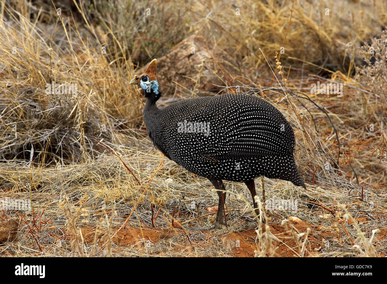Helmeted Guineafowl, numida meleagris, Masai Mara Park in Kenya Stock ...