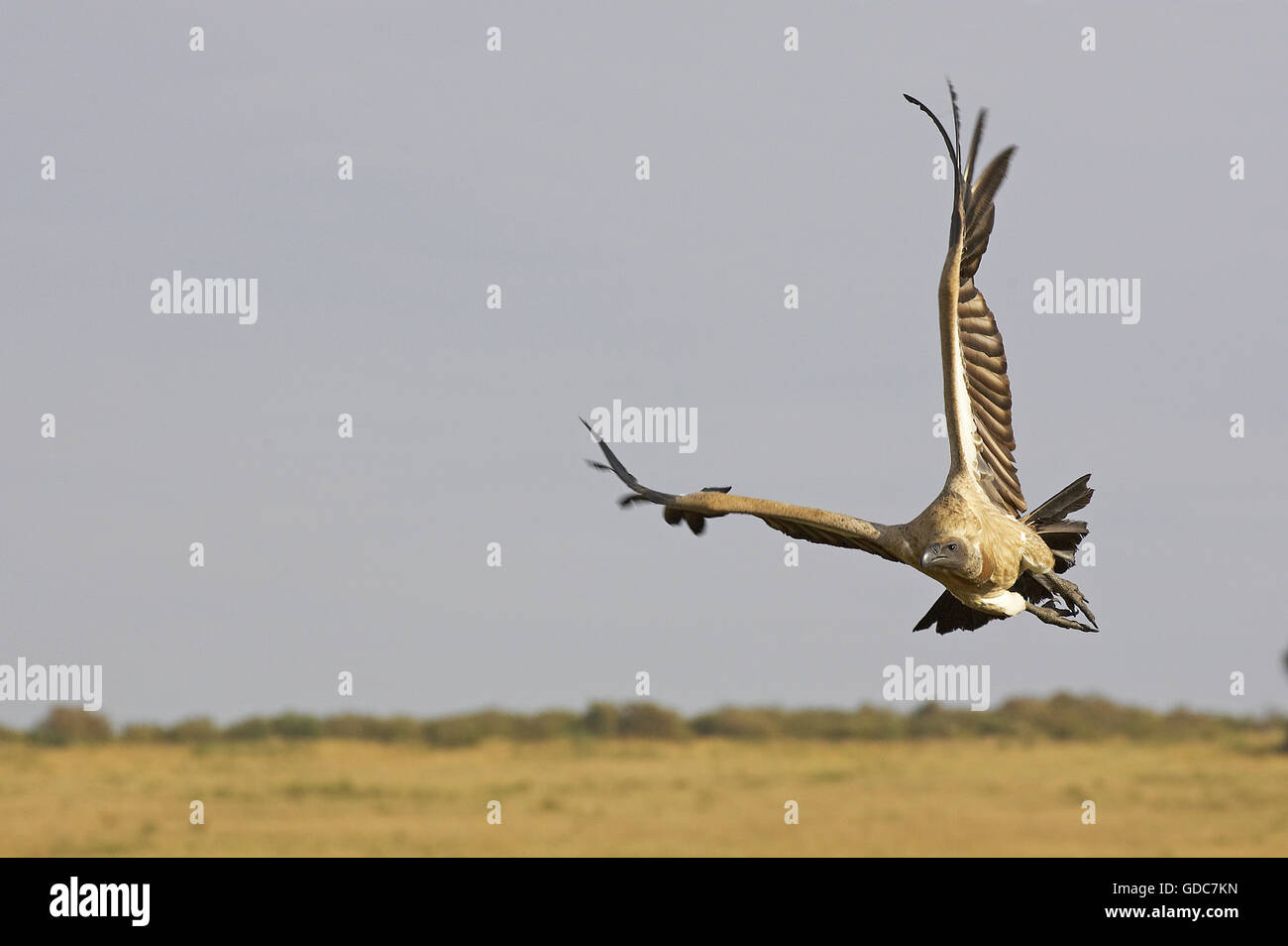 African white backed vulture gyps hi-res stock photography and images ...