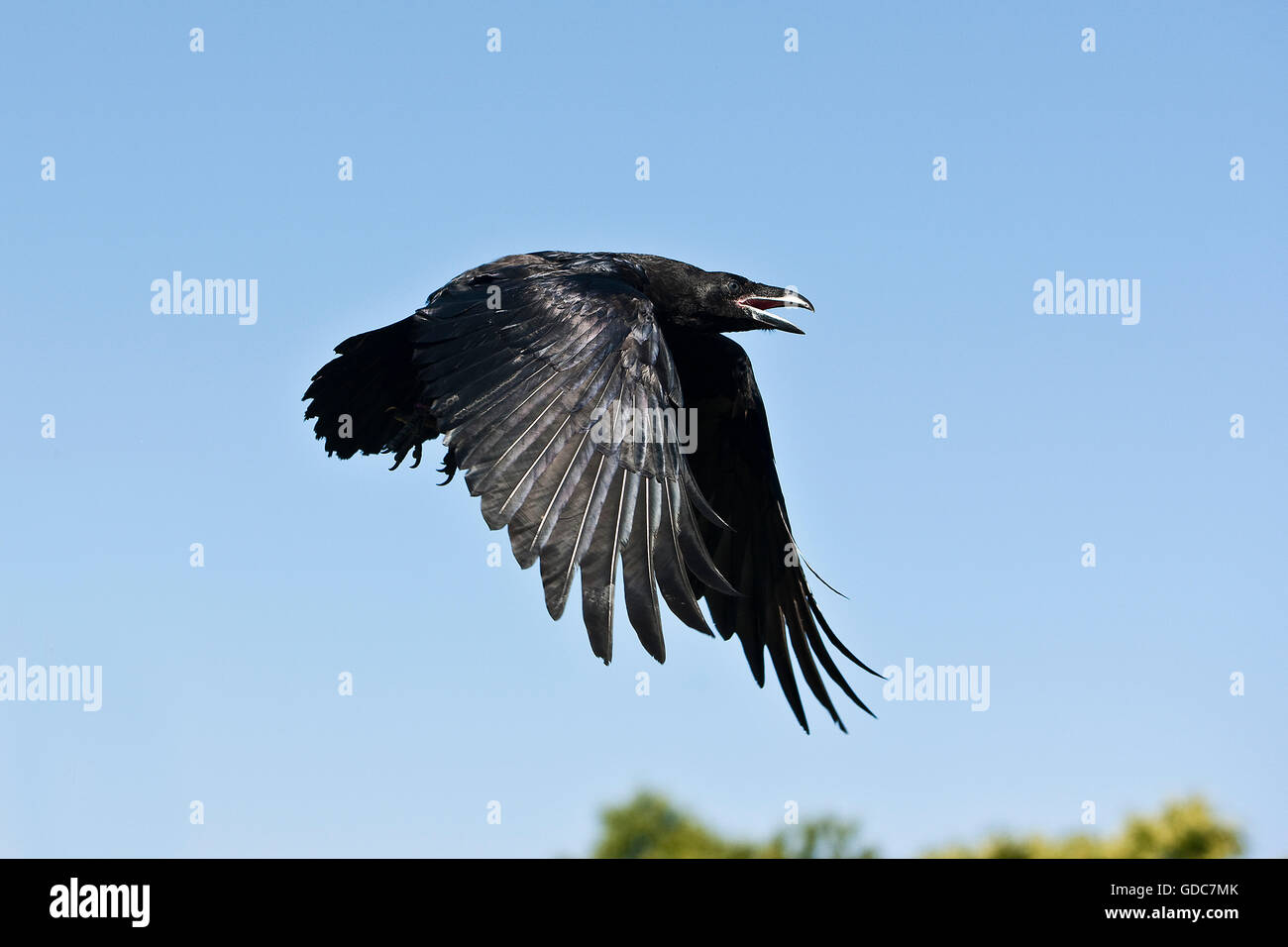 Common raven in full flight hi-res stock photography and images - Alamy