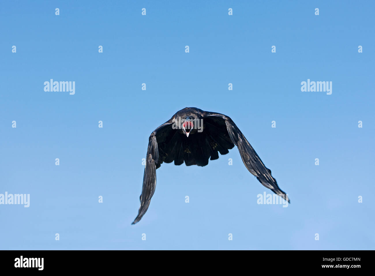 Common raven in full flight hi-res stock photography and images - Alamy