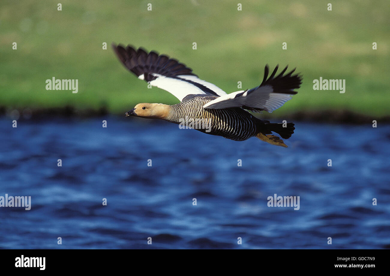 MAGELLAN GOOSE OR UPLAND GOOSE chloephaga picta, FEMALE IN FLIGHT ...
