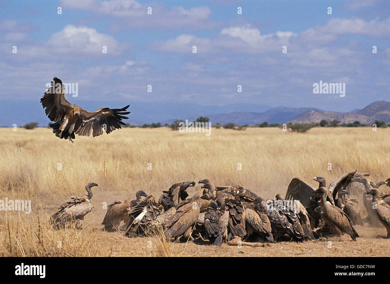 Ruppell's Vulture, gyps rueppelli, Group eating Wildebeest Carcass ...