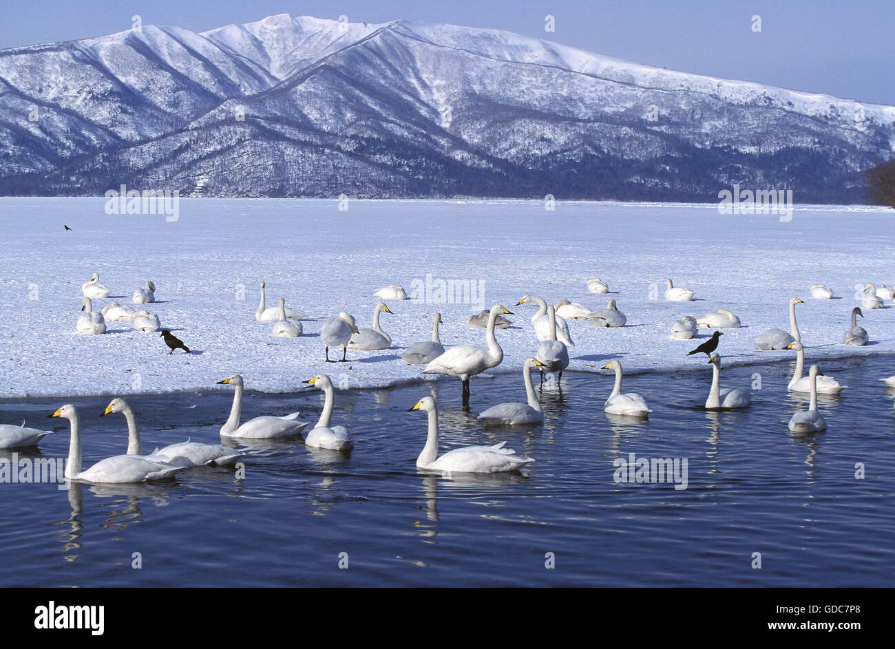 WHOOPER SWAN cygnus cygnus, GROUP ON FROZEN LAKE, HOKKAIDO IN JAPAN ...
