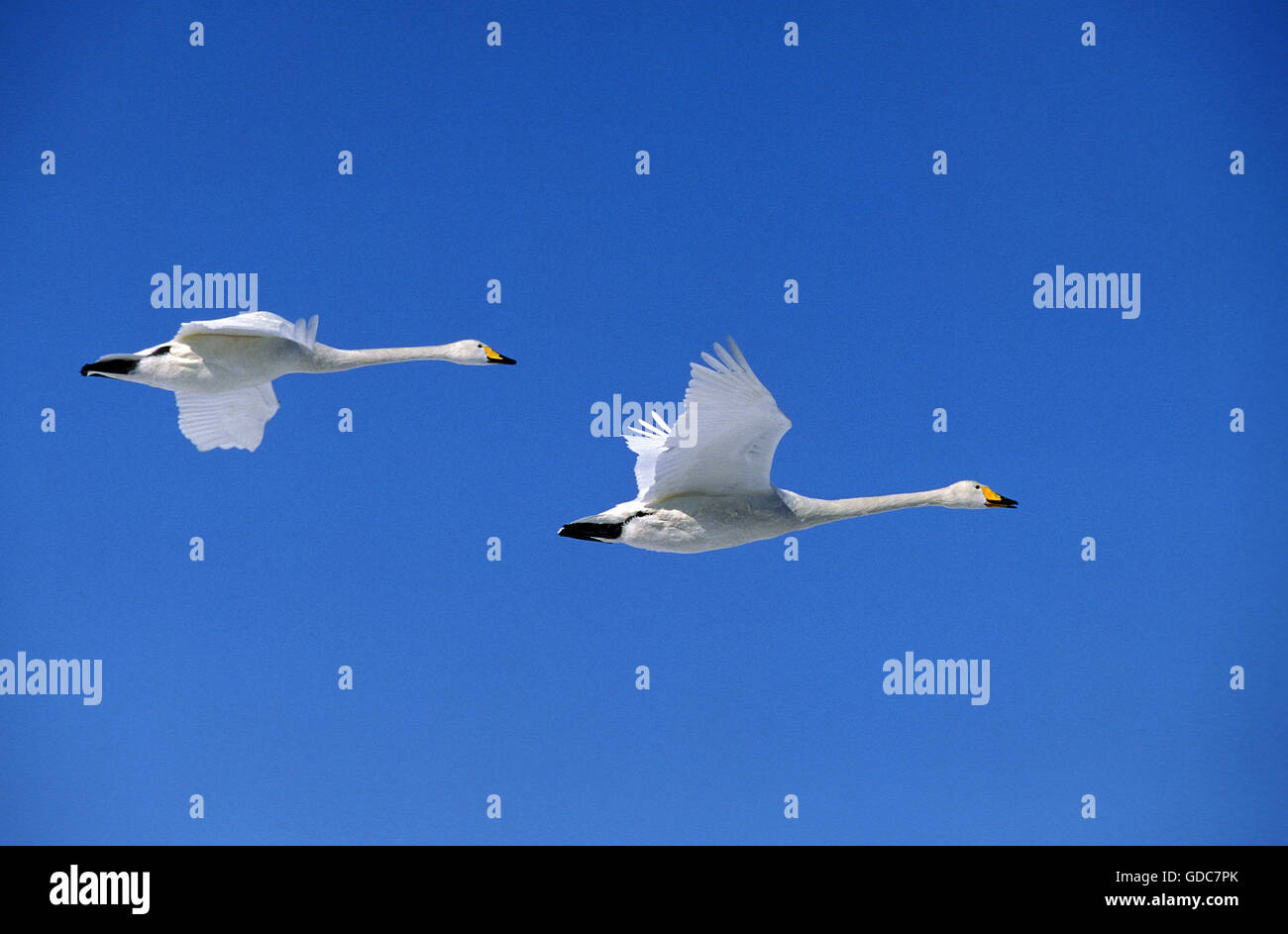 Pair whooper swans flying hi-res stock photography and images - Alamy