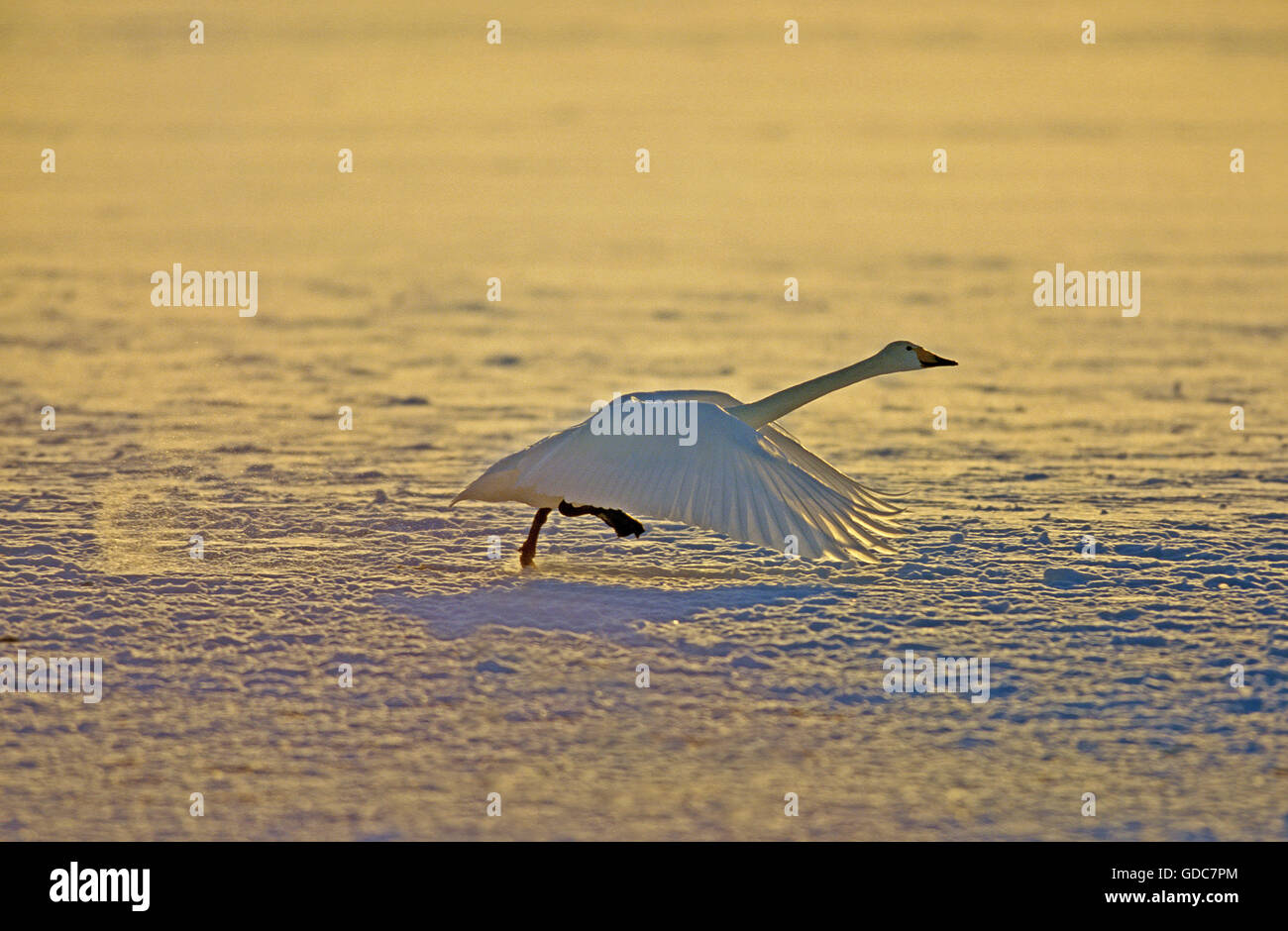 Whooper swans cygnus cygnus flying at sunset hi-res stock photography ...