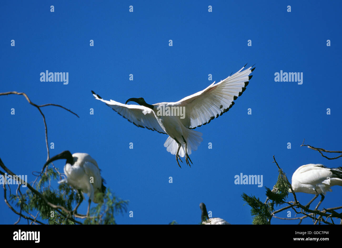 Sacred Ibis, threskiornis aethiopica, Adult in Flight, Kenya Stock ...