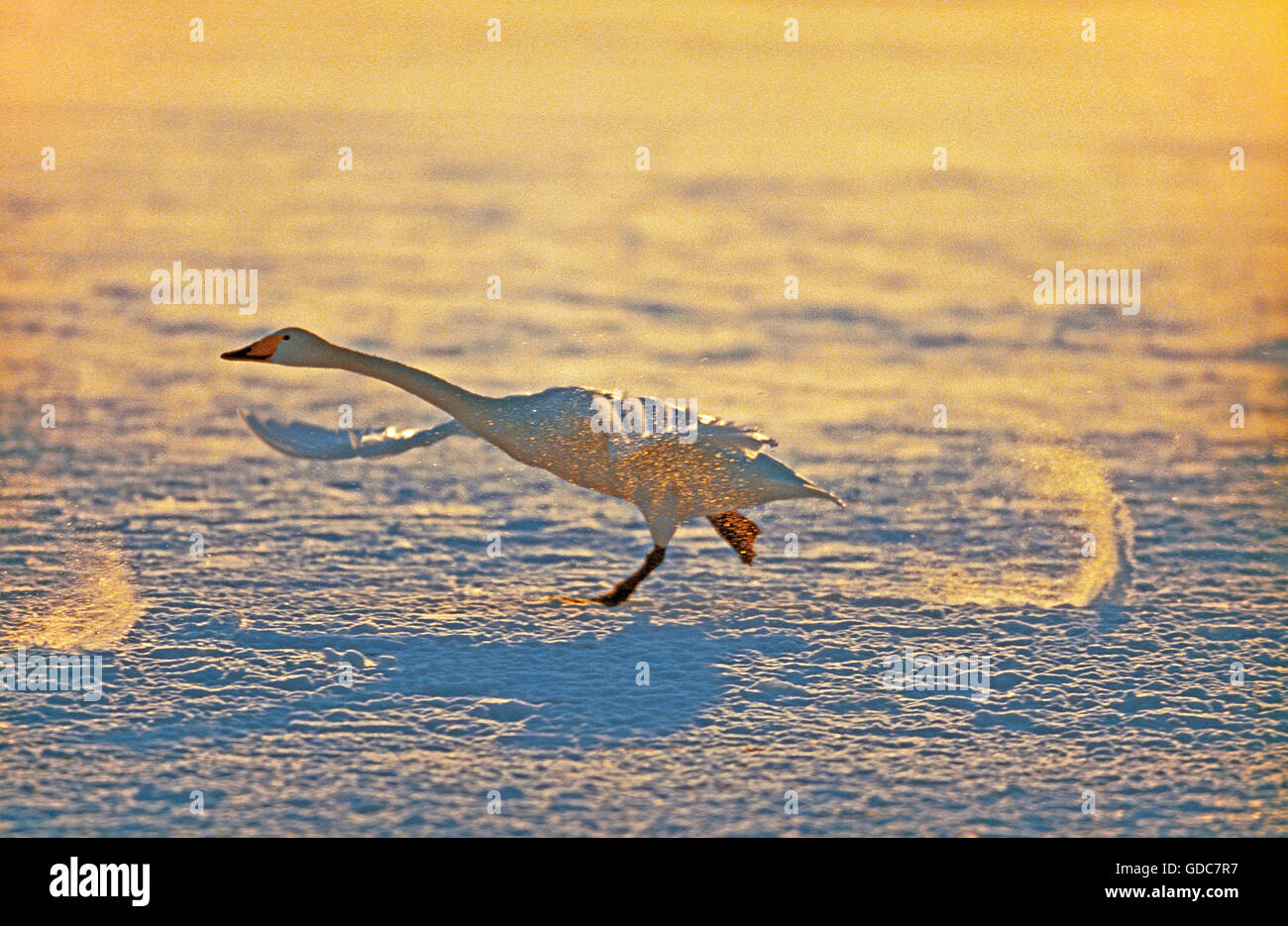 Whooper swans taking off hokkaido hi-res stock photography and images ...